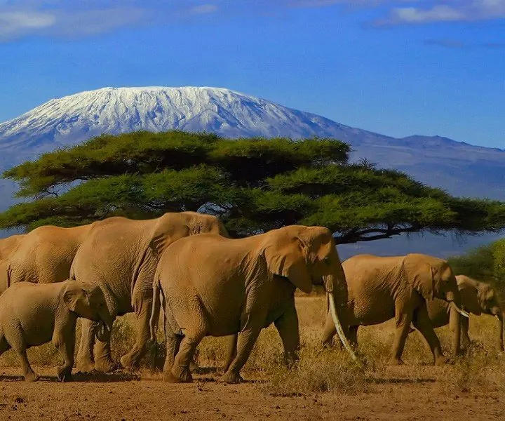 Bestiga Kilimanjaro - Vandra på Afrikas högsta berg på Kilimanjaro-resa